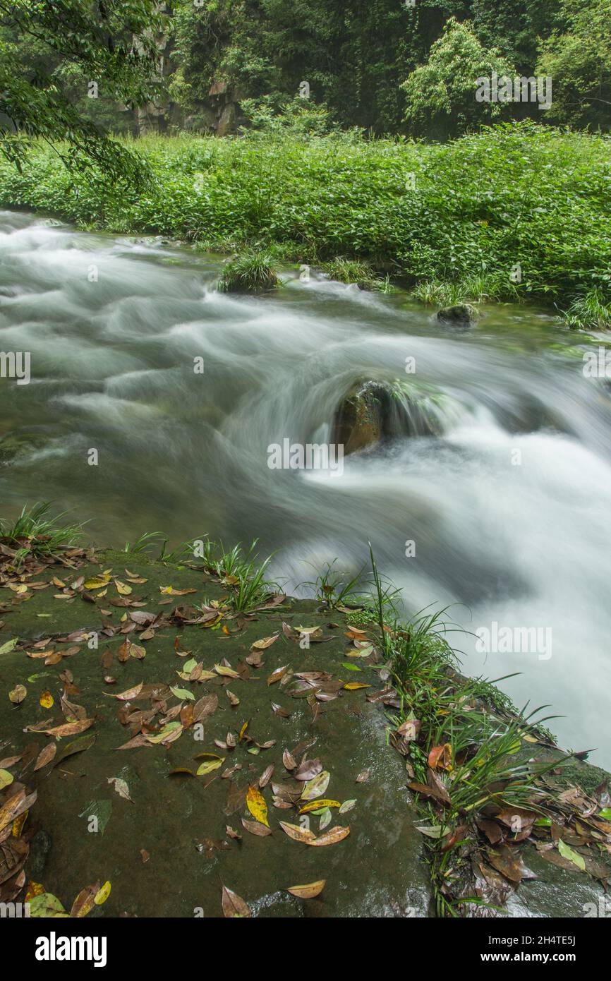 Fallen leaves on the bank of the Yellow Whip Stream in Zhangjiajie ...
