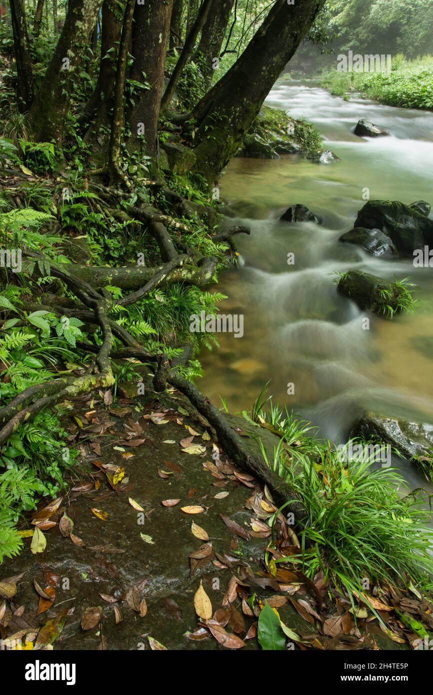 Fallen leaves on the bank of the Yellow Whip Stream in Zhangjiajie ...