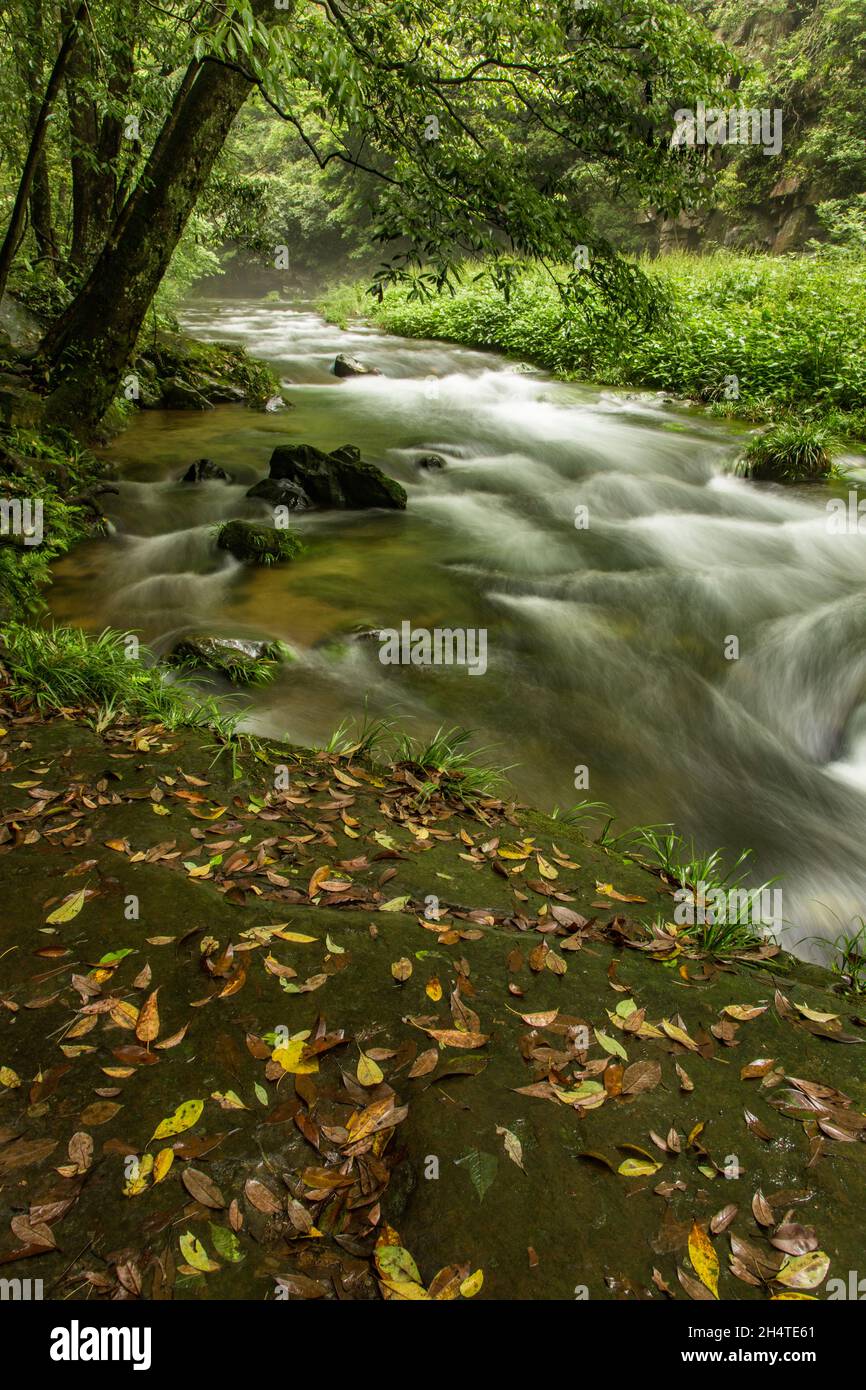 Fallen leaves on the bank of the Yellow Whip Stream in Zhangjiajie ...