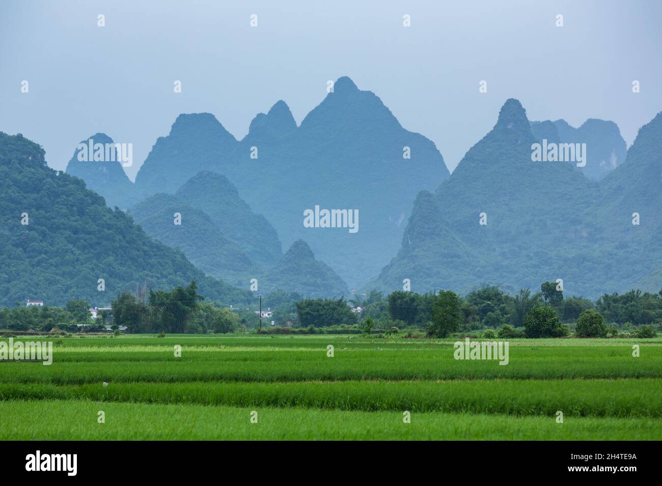 Rice fields and forested limestone karst hills in the valley of the Li ...