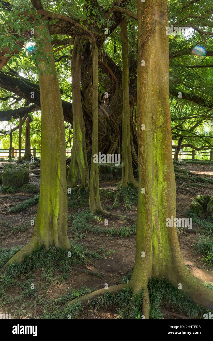 Prop roots of he Big Banyan Tree, near Yangshuo, China, planted between ...