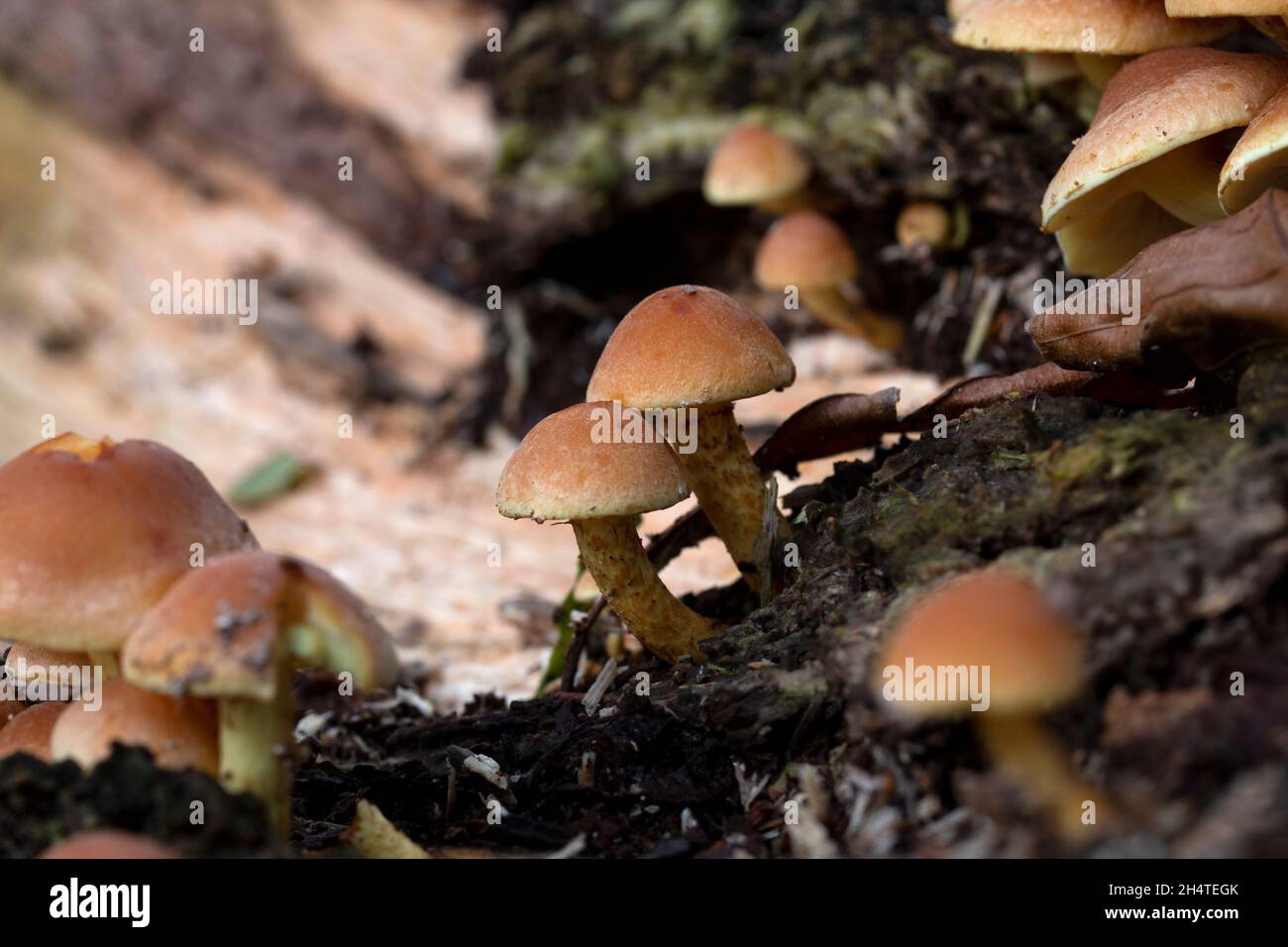 Fungi In An Autumn Environment Stock Photo - Alamy