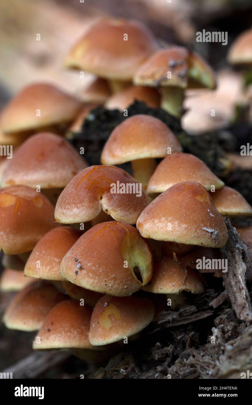Hidden in soil garden hi-res stock photography and images - Alamy
