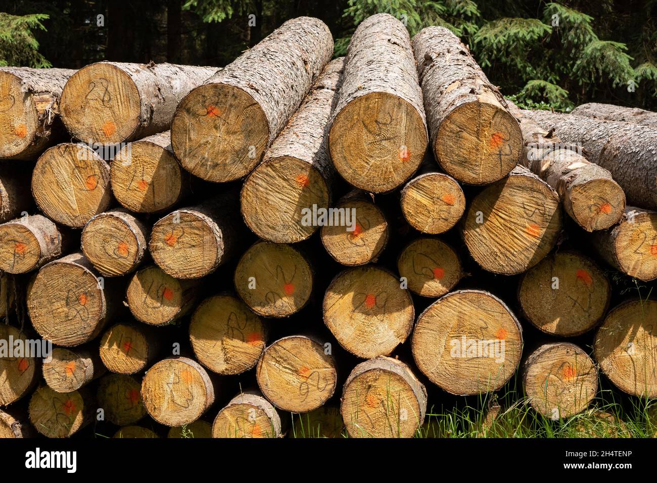 Pile of wood pine timber stacked outdoors Stock Photo - Alamy