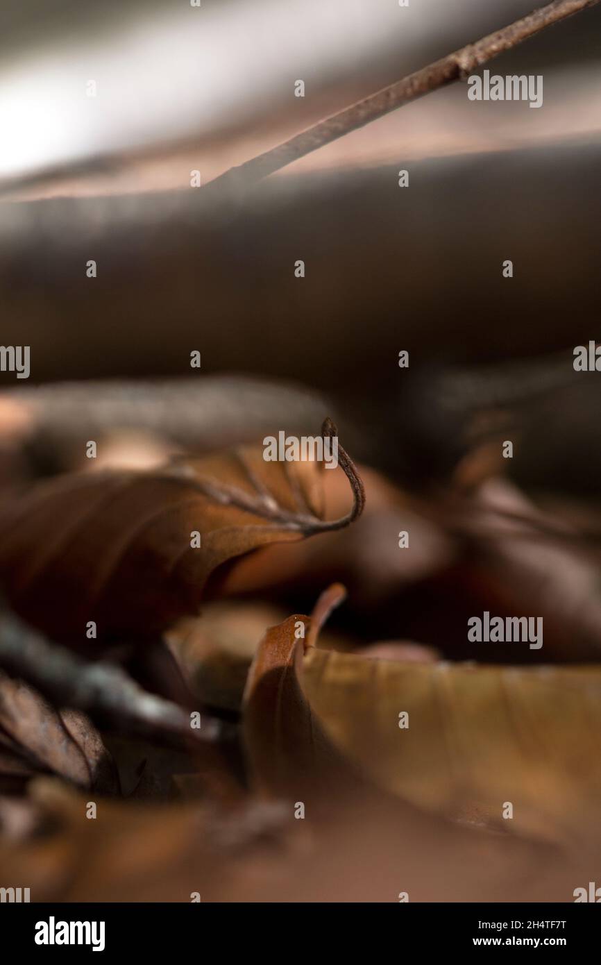 Fall leaf display hi-res stock photography and images - Alamy