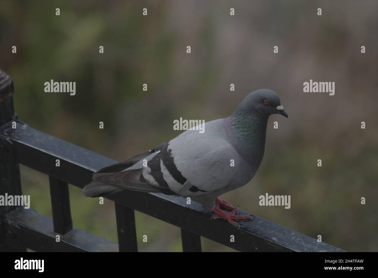 Selective focus shot of a pigeon perched on metal Stock Photo - Alamy