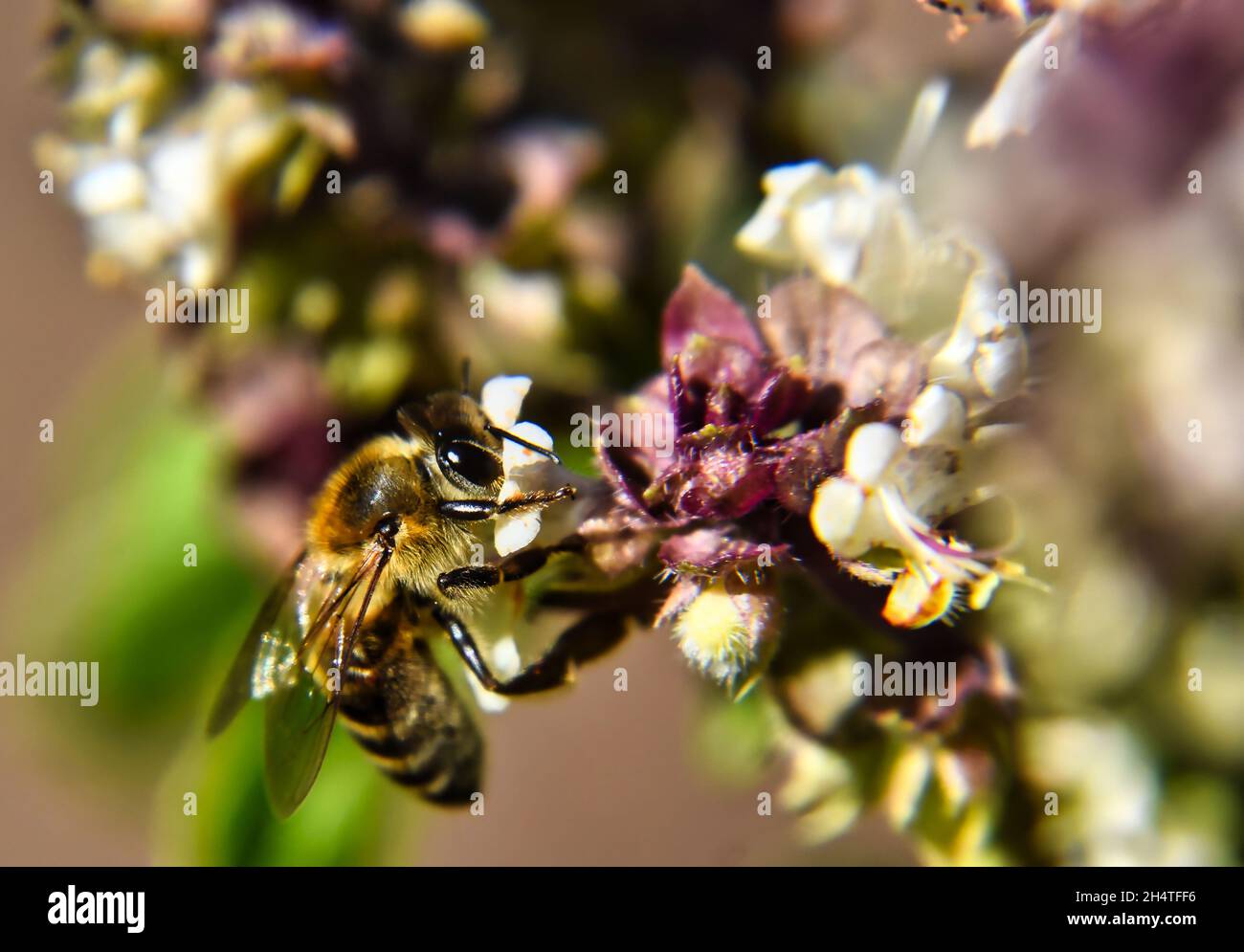 Selective focus shot of a small honey bee pollinating a beautiful white ...