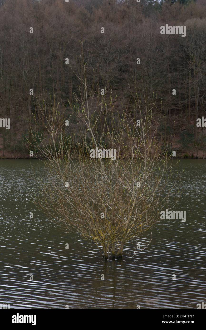 Life In Water Stock Photo - Alamy