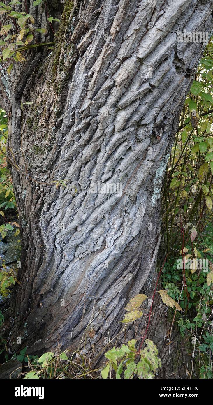 Naturally Twisted Tree Trunk, Twisted Growth Stock Photo - Alamy