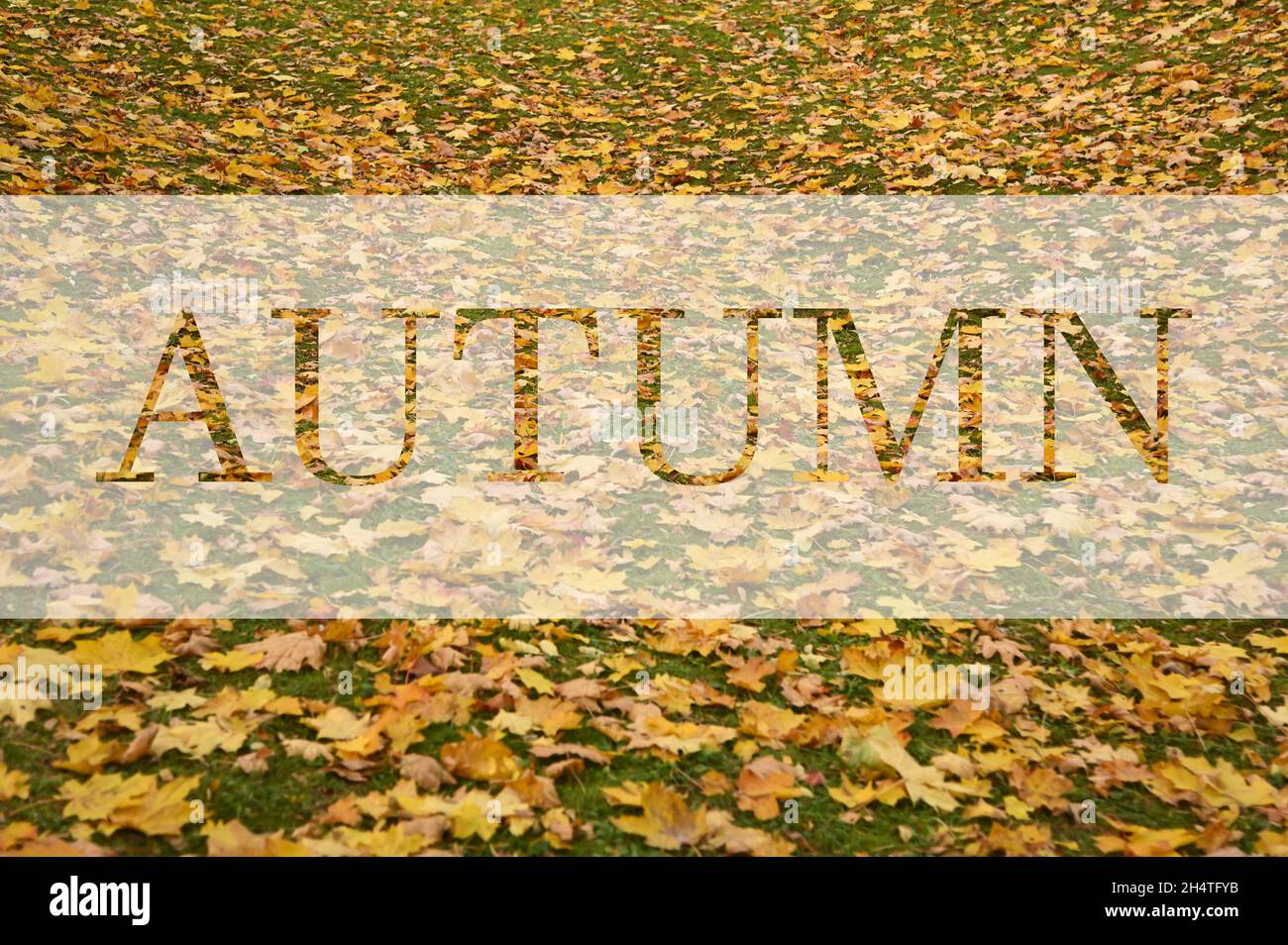 AUTUMN, greeting text on colorful fall leaves background. AUTUMN text ...