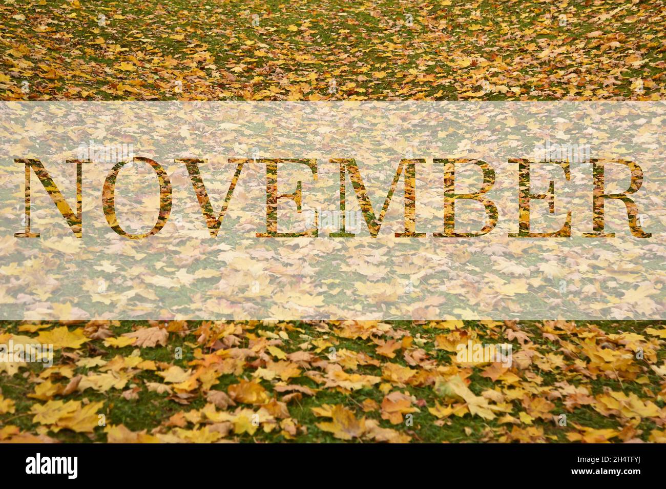 November greeting text on colorful fall leaves background. Word ...