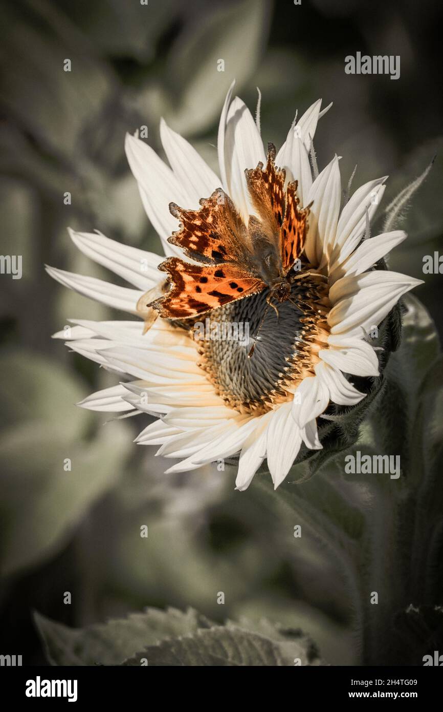 Anglewing hi-res stock photography and images - Alamy