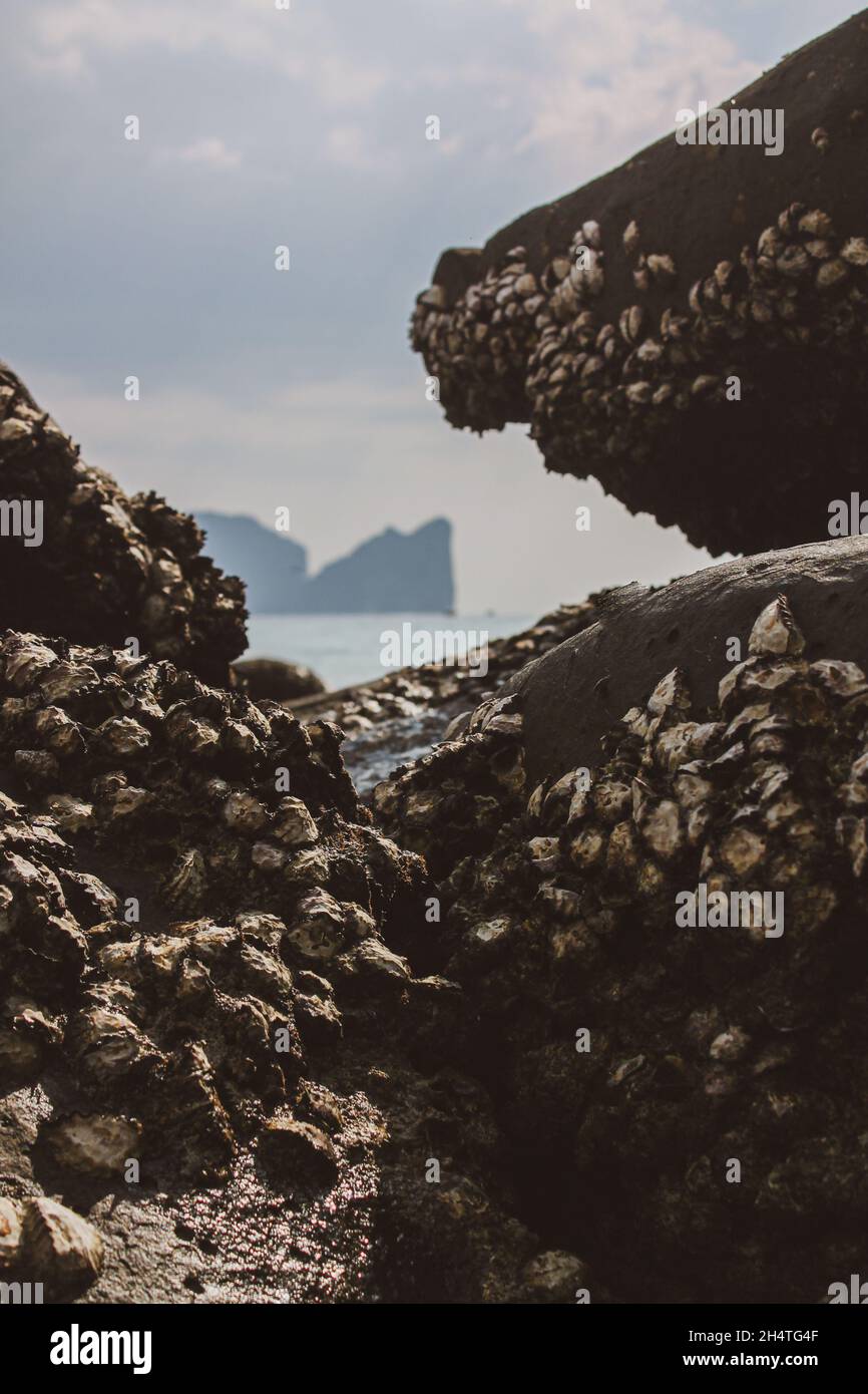 Dozens of mussels and mollusks on the rock Stock Photo - Alamy