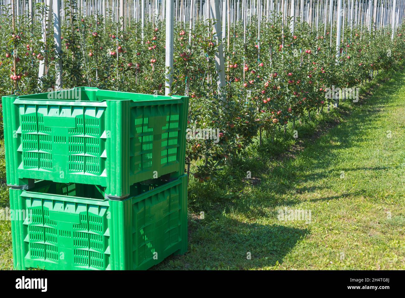 big boxes prepared for the harvest of apples in large apple orchard in ...