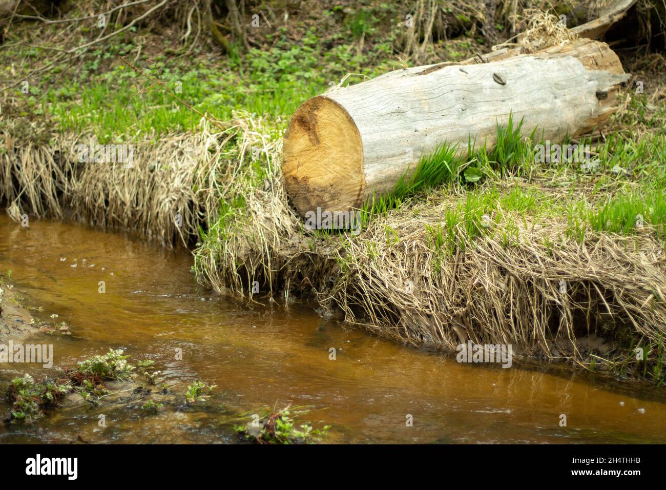 A stream in the forest. Fresh water flows through a natural channel ...