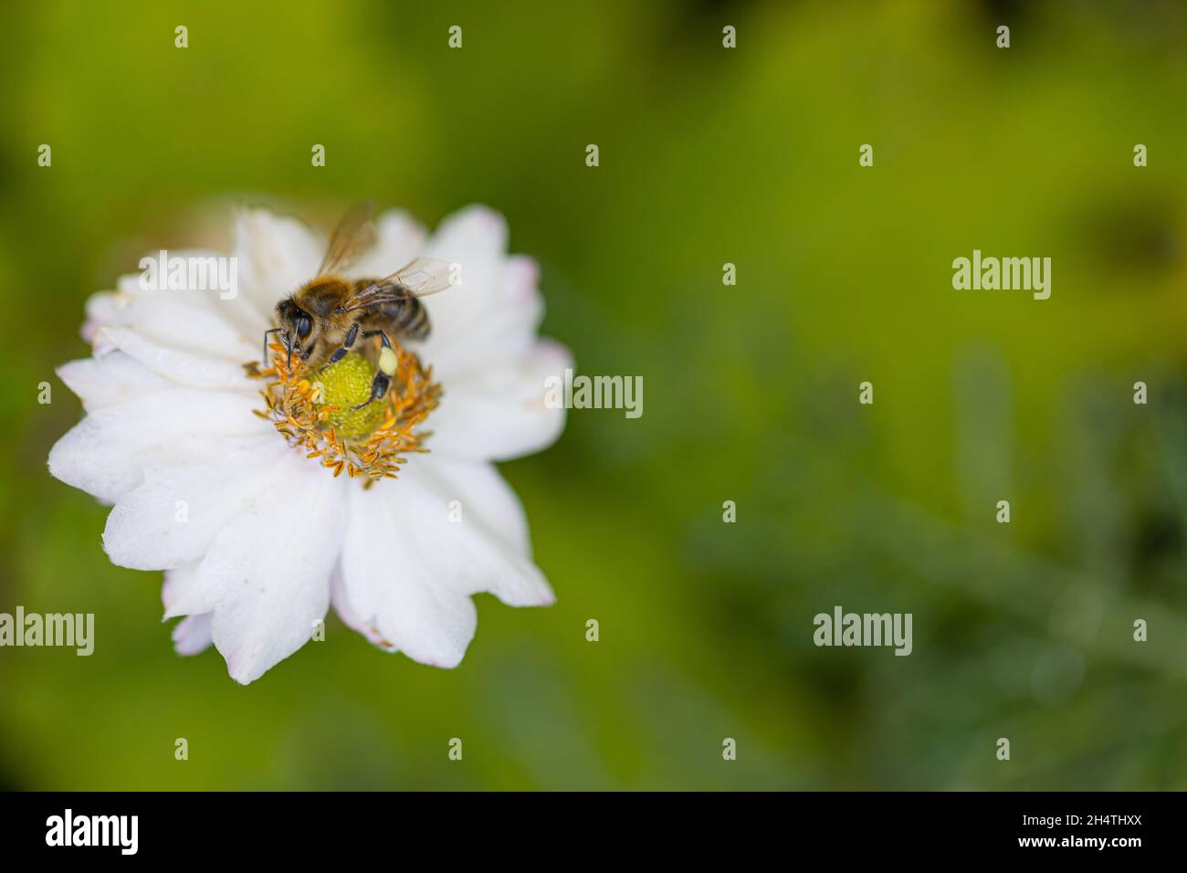 A honey bee on a japanese anemone flower hi-res stock photography and ...