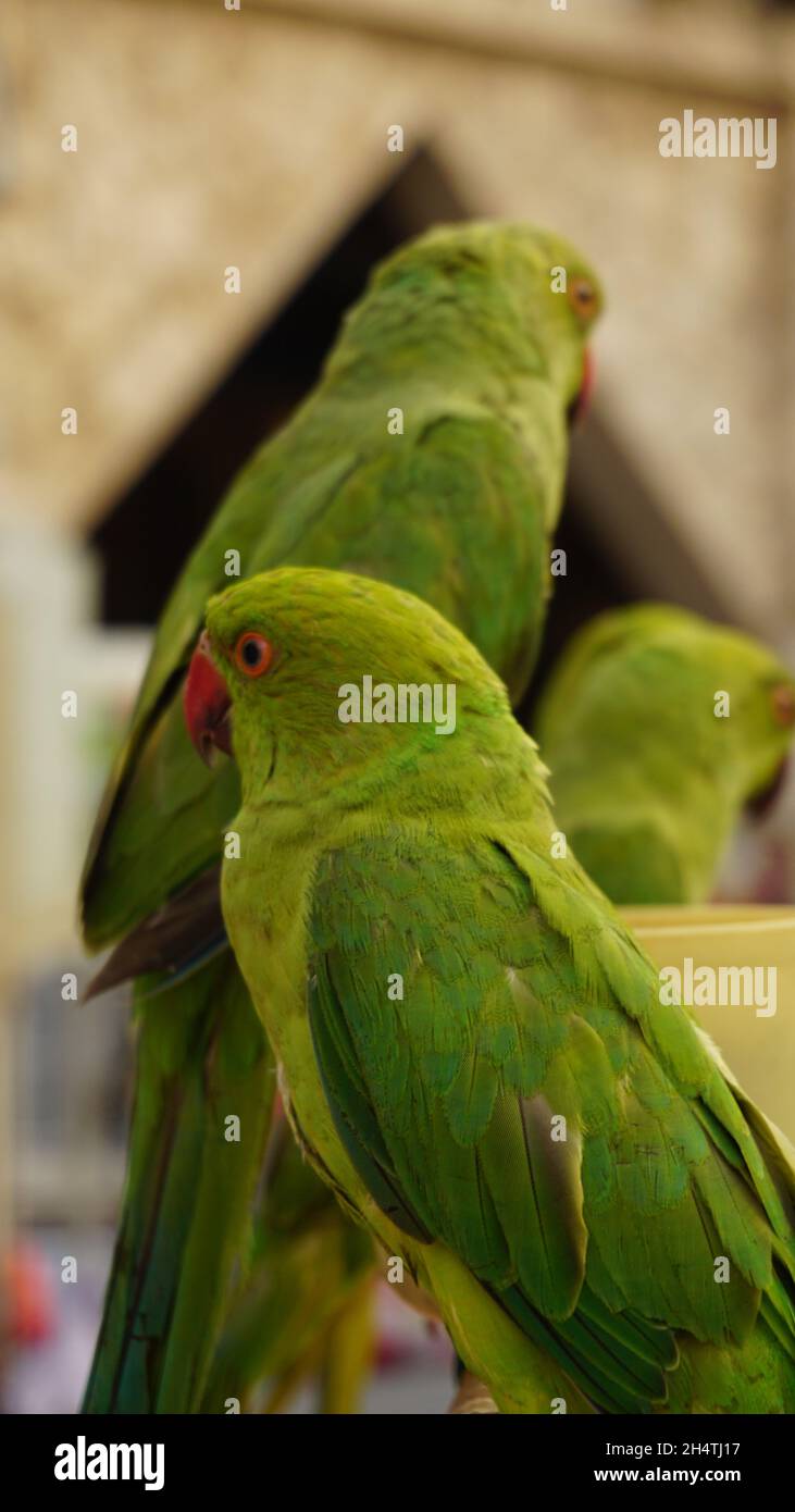 Qatar wild birds hi-res stock photography and images - Alamy