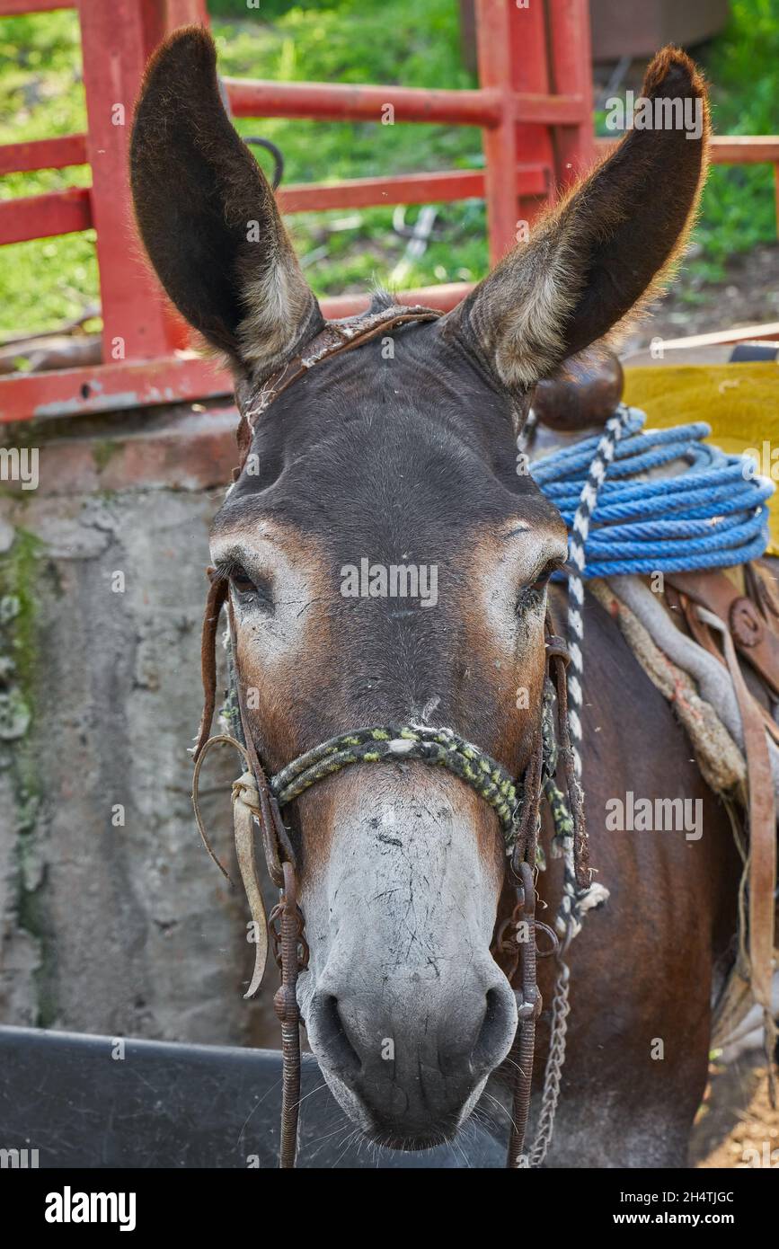 Portrait of a donkey posing inside a corral on a rural Stock Photo - Alamy