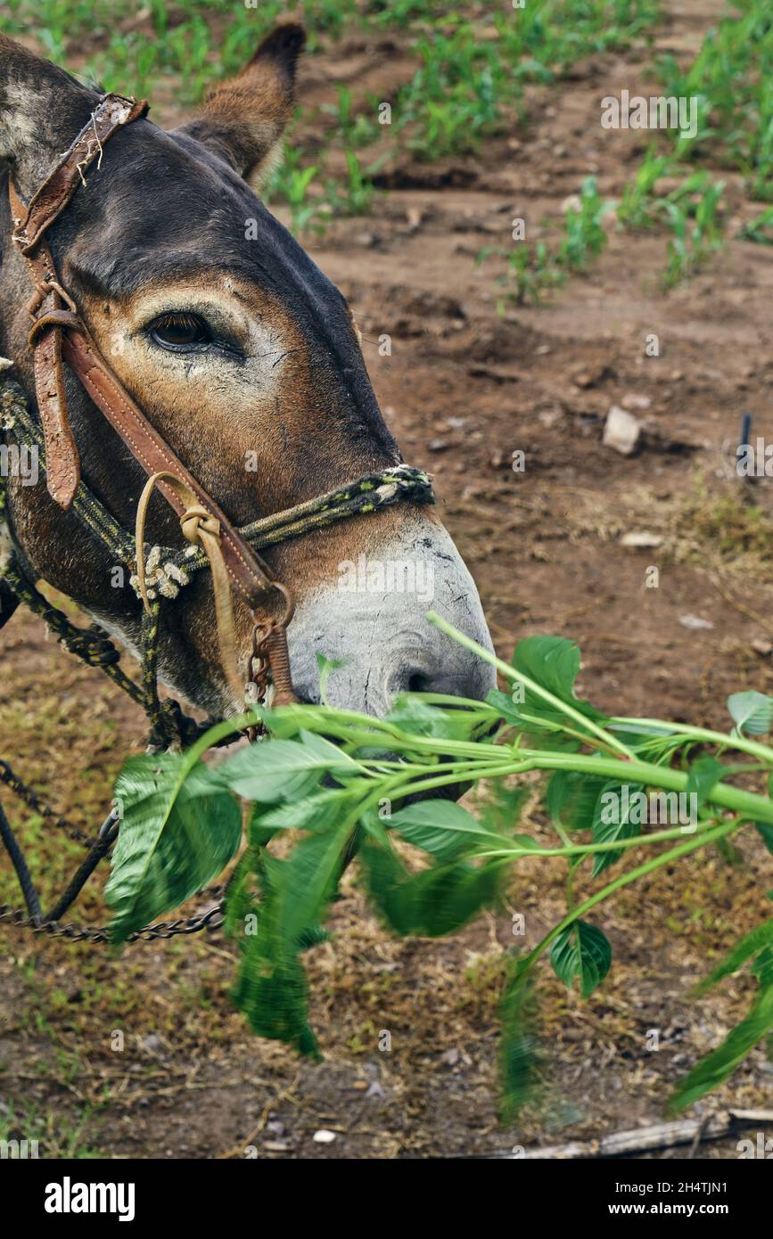 Portrait of a donkey posing inside a corral on a rural Stock Photo - Alamy