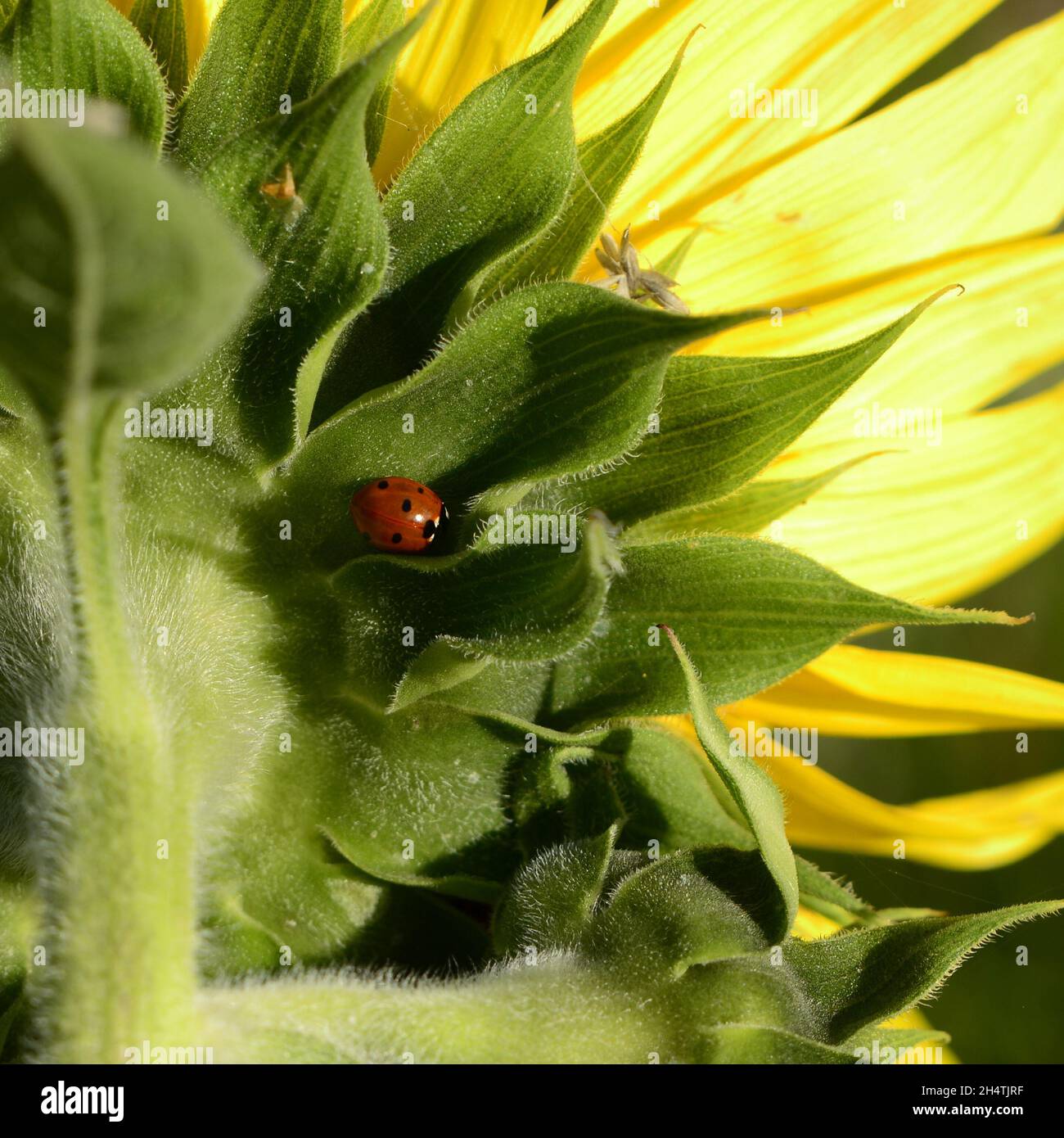 Ladybug on a sunflower hi-res stock photography and images - Alamy