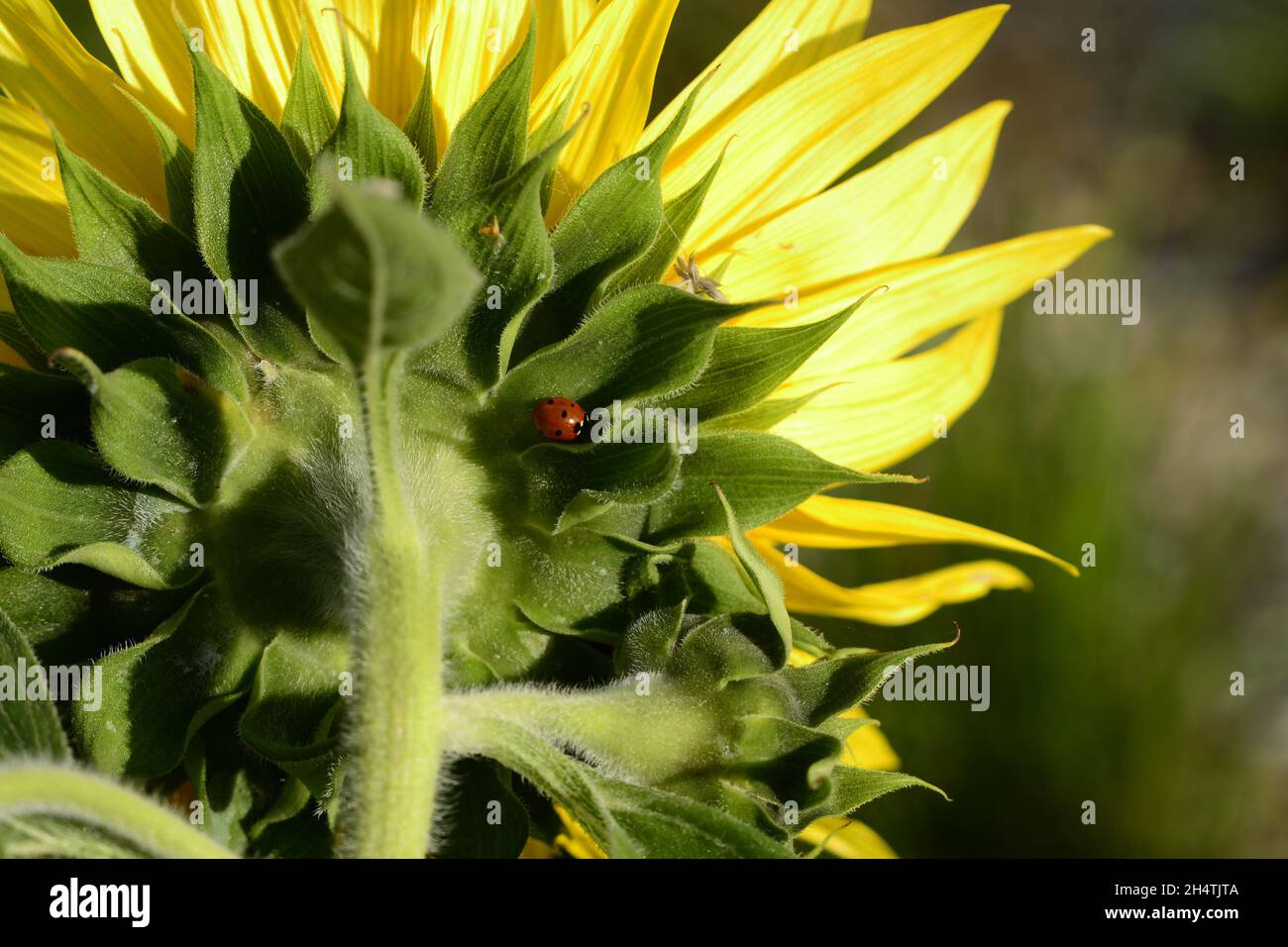 Ladybug on a sunflower hi-res stock photography and images - Alamy
