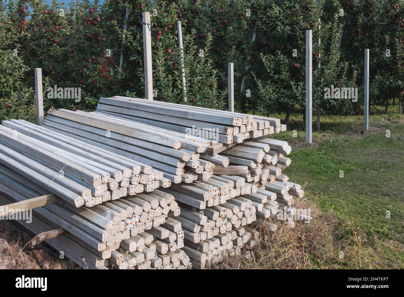 concrete support in apple orchard for use in fruit growing and ...