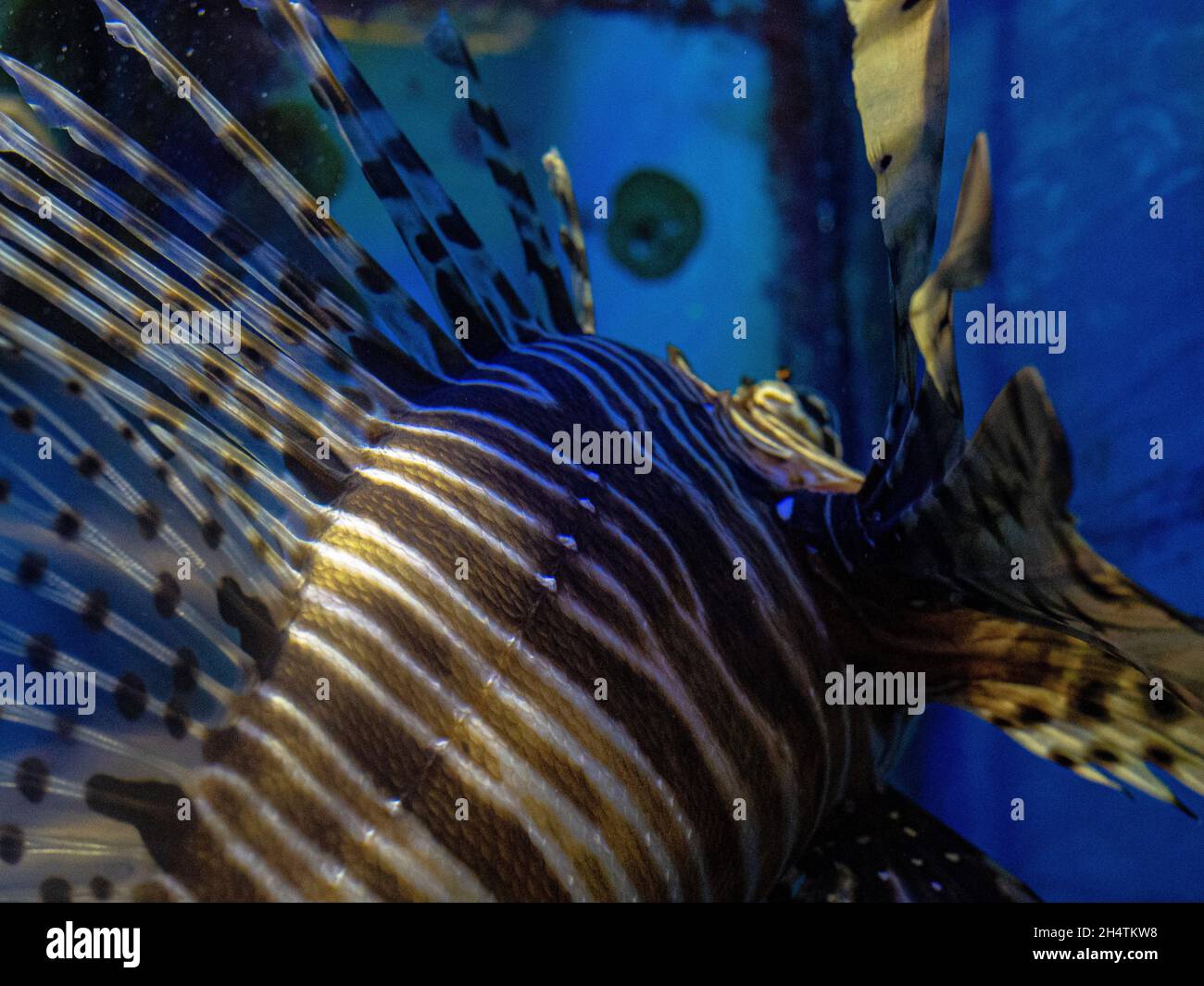 Closeup shot of a Lion Fish swimming in the dark areas of the sea water ...