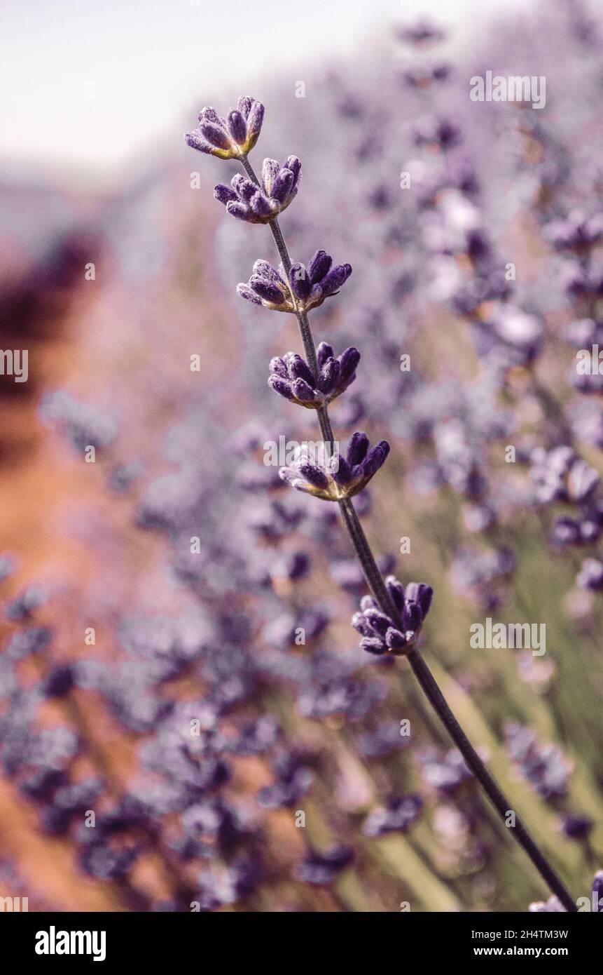 lose up of Purple Lavender flowers in Lavender Field during Summer at ...