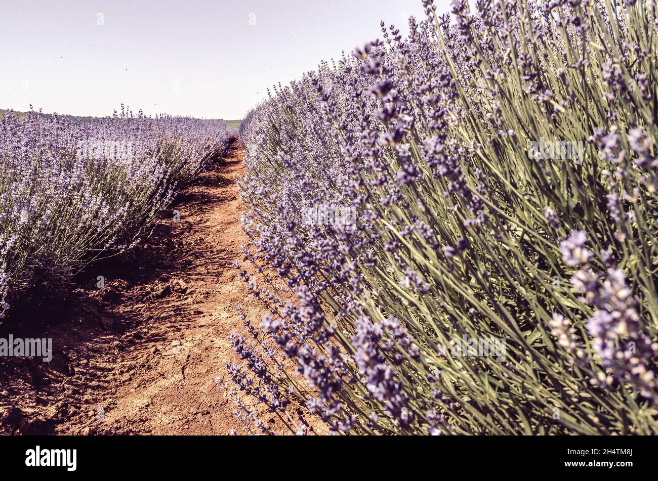 Purple Lavender Shrub Field during Summer at Countryside in ...