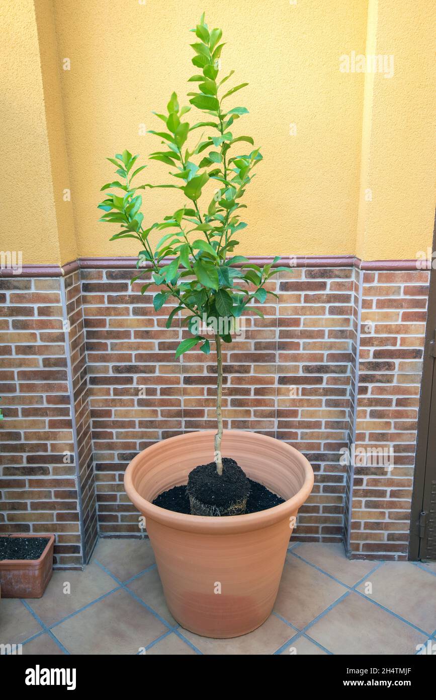Large circular pot, half filled with soil with nutrients and a small ...