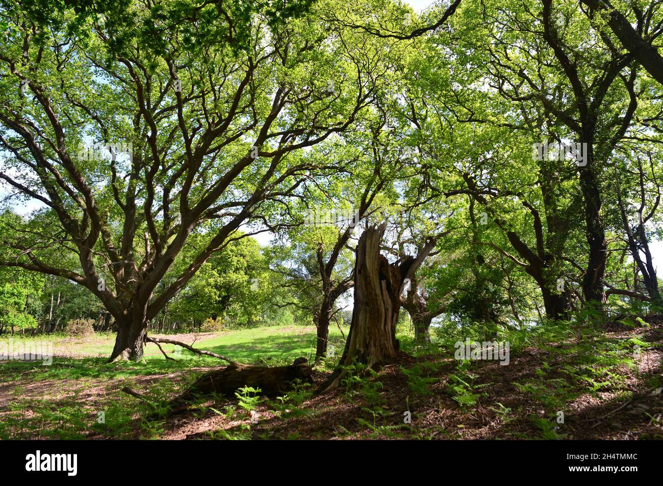 RSPB nature reserve, Arne, Dorset Stock Photo - Alamy