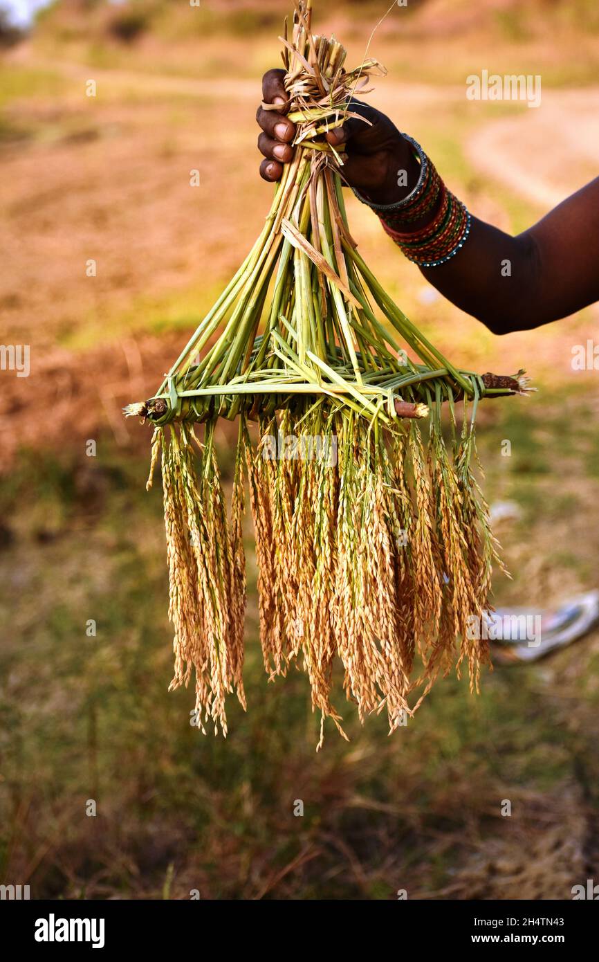 Vertical closeup shot of padi rice sticks in an Indian female's hand ...