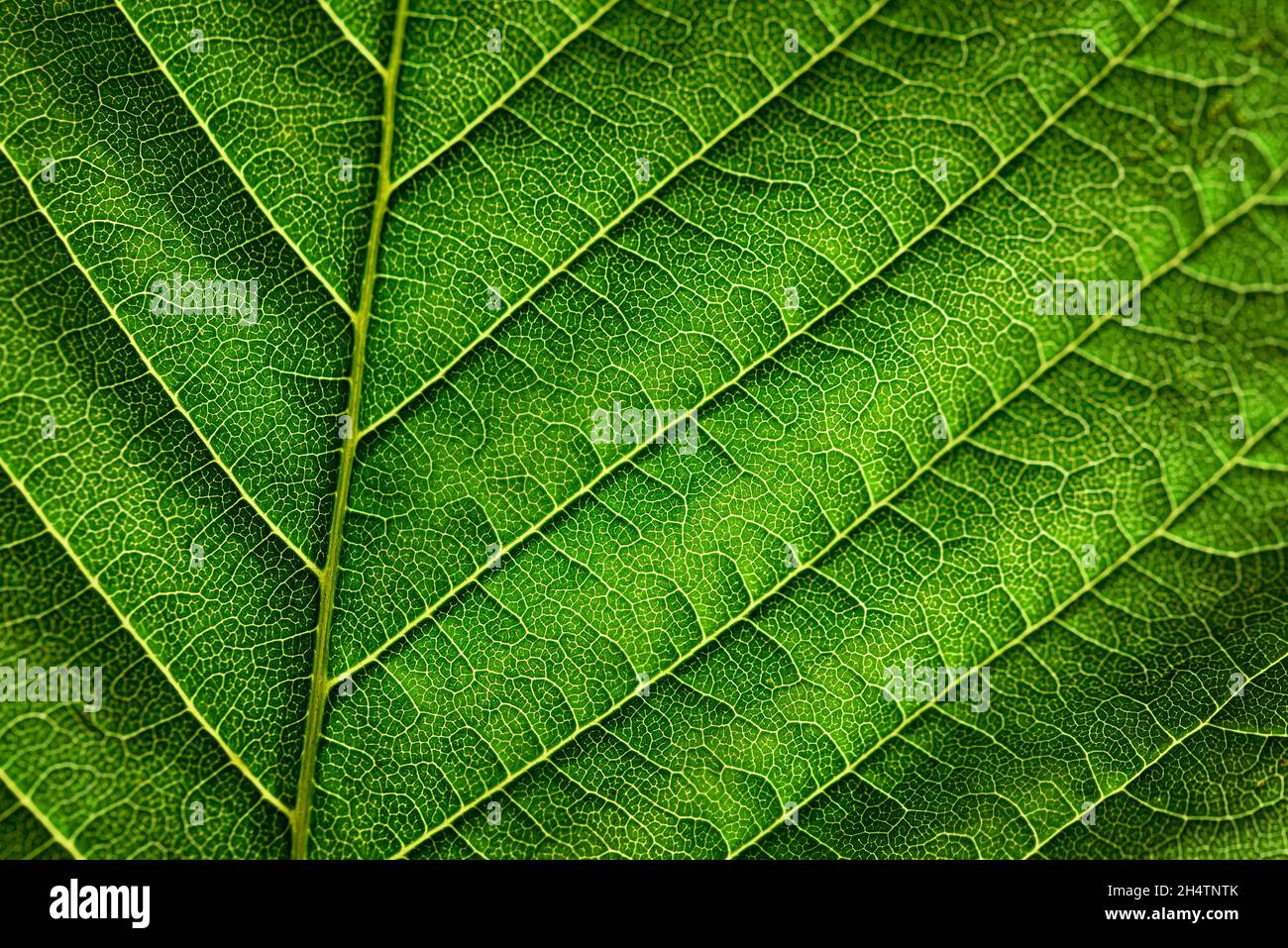 Simple leaf complexity hi-res stock photography and images - Alamy