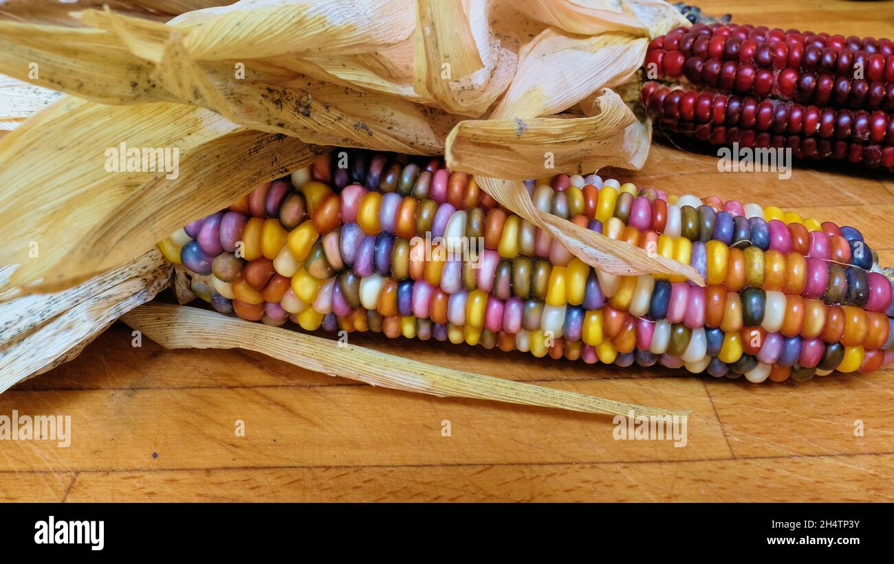 Multicolored flint corn with kernels in different hues, next to a solid ...
