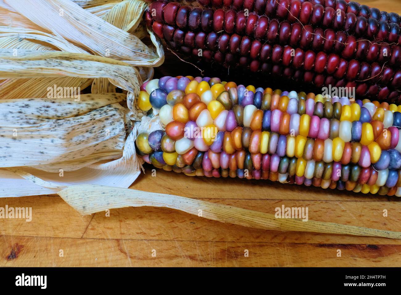 Zea mays indurata hi-res stock photography and images - Alamy