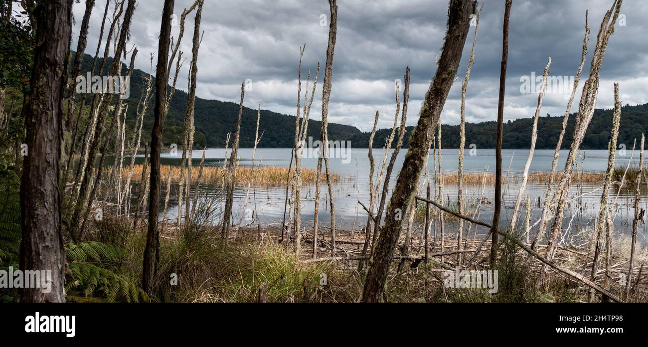 Lake Okataina on the North Island of New Zealand Stock Photo - Alamy