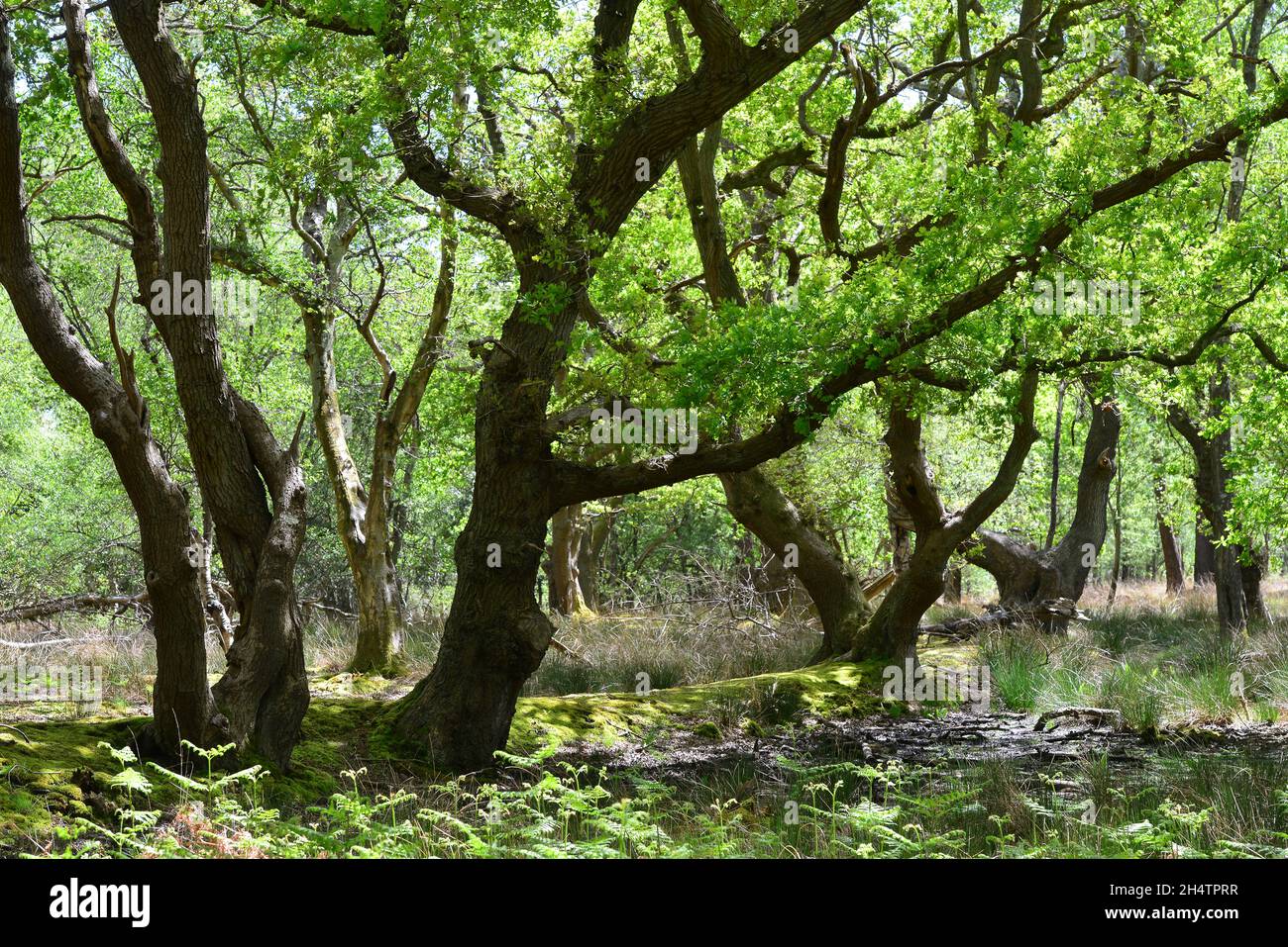 RSPB nature reserve, Arne, Dorset Stock Photo - Alamy