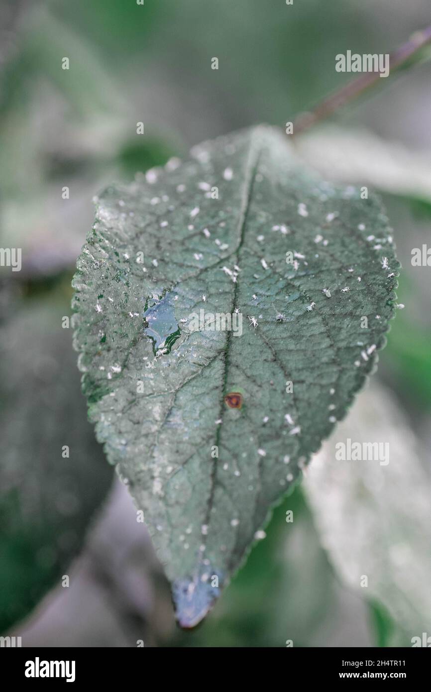 Aphids damage leaves parasite pest. Aphidoidea colony damages trees in ...