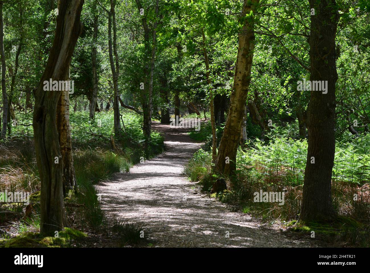 RSPB nature reserve, Arne, Dorset Stock Photo - Alamy