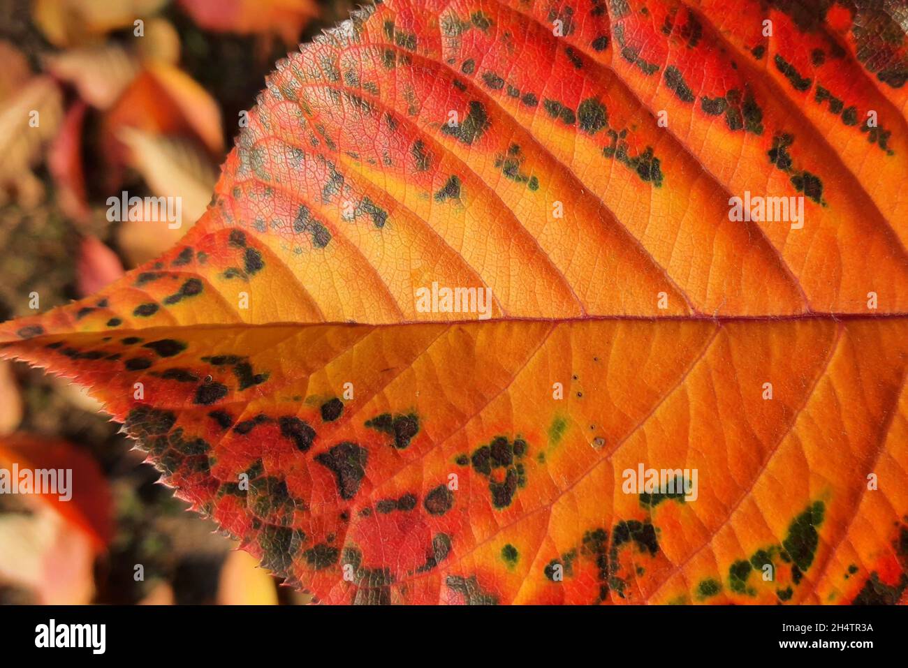 Beautiful yellow, red autumn fallen leaves of sakura, Japanese cherry ...