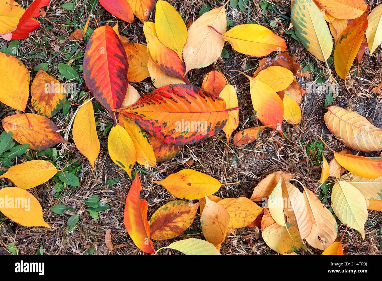 Beautiful yellow, red autumn fallen leaves of sakura, Japanese cherry ...