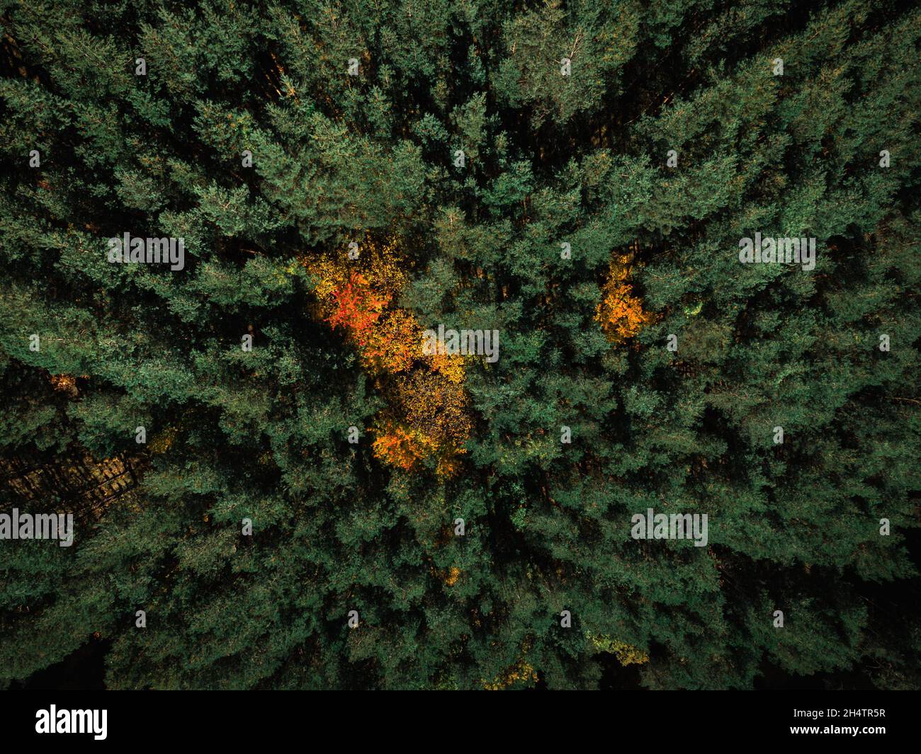 Drone photo autumn trees hi-res stock photography and images - Alamy