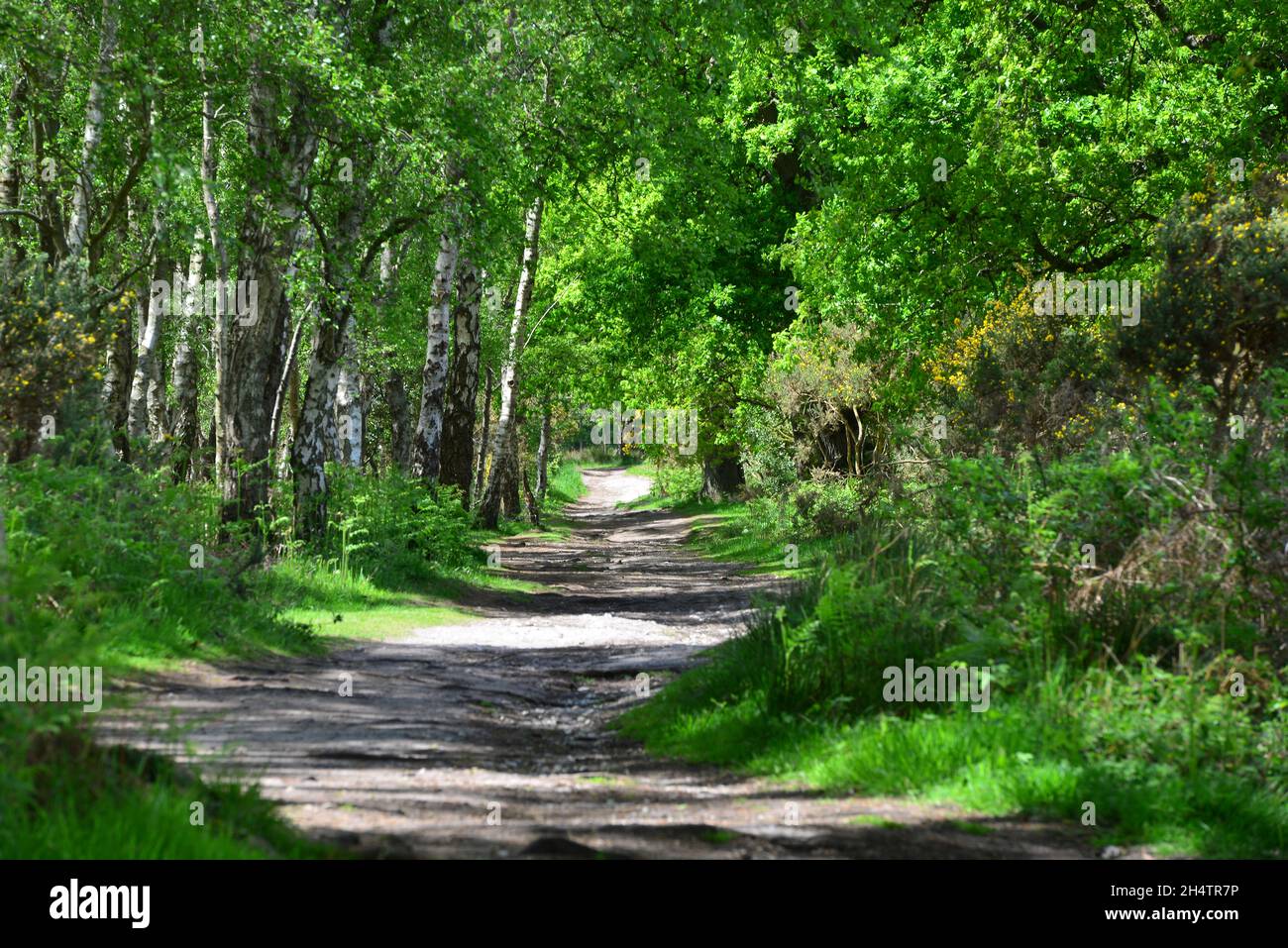 RSPB nature reserve, Arne, Dorset Stock Photo - Alamy