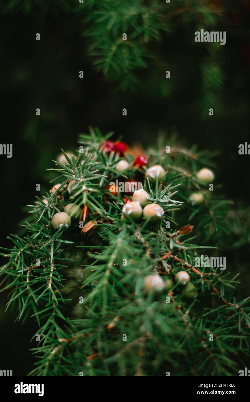 Pine bush with it's fruits Stock Photo - Alamy
