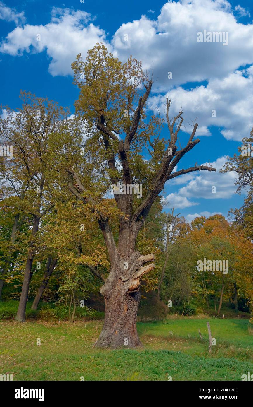 400 year old oak tree hi-res stock photography and images - Alamy