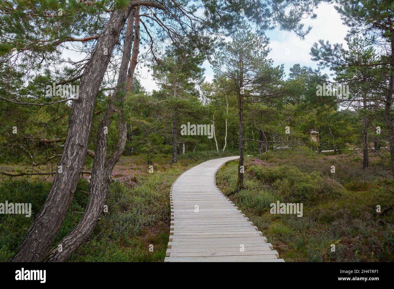 A wooden path in the black moor with Heather and trees Stock Photo - Alamy