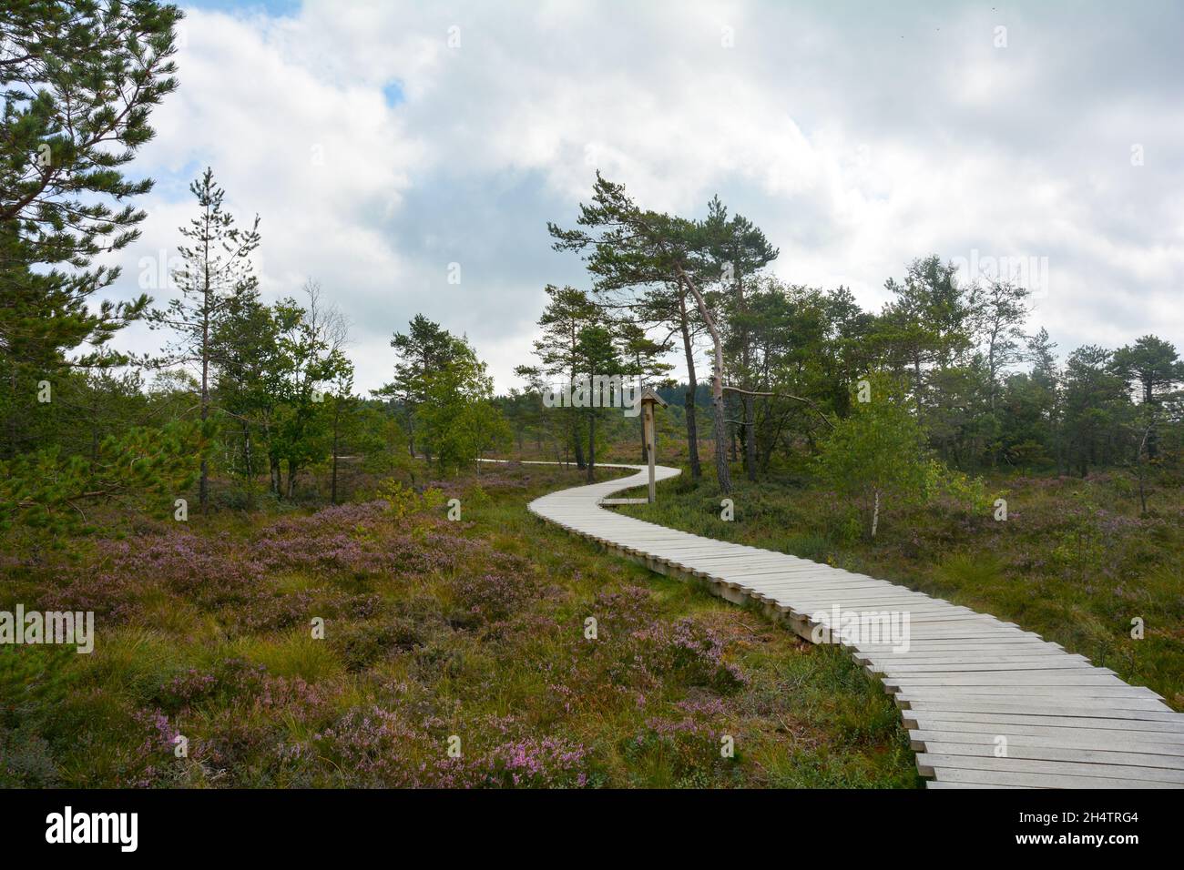 In the black moor with wooden path way Stock Photo - Alamy