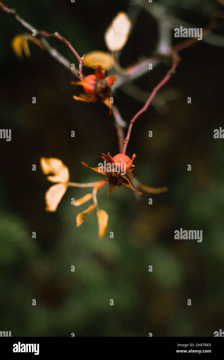 Rose berry hi-res stock photography and images - Alamy