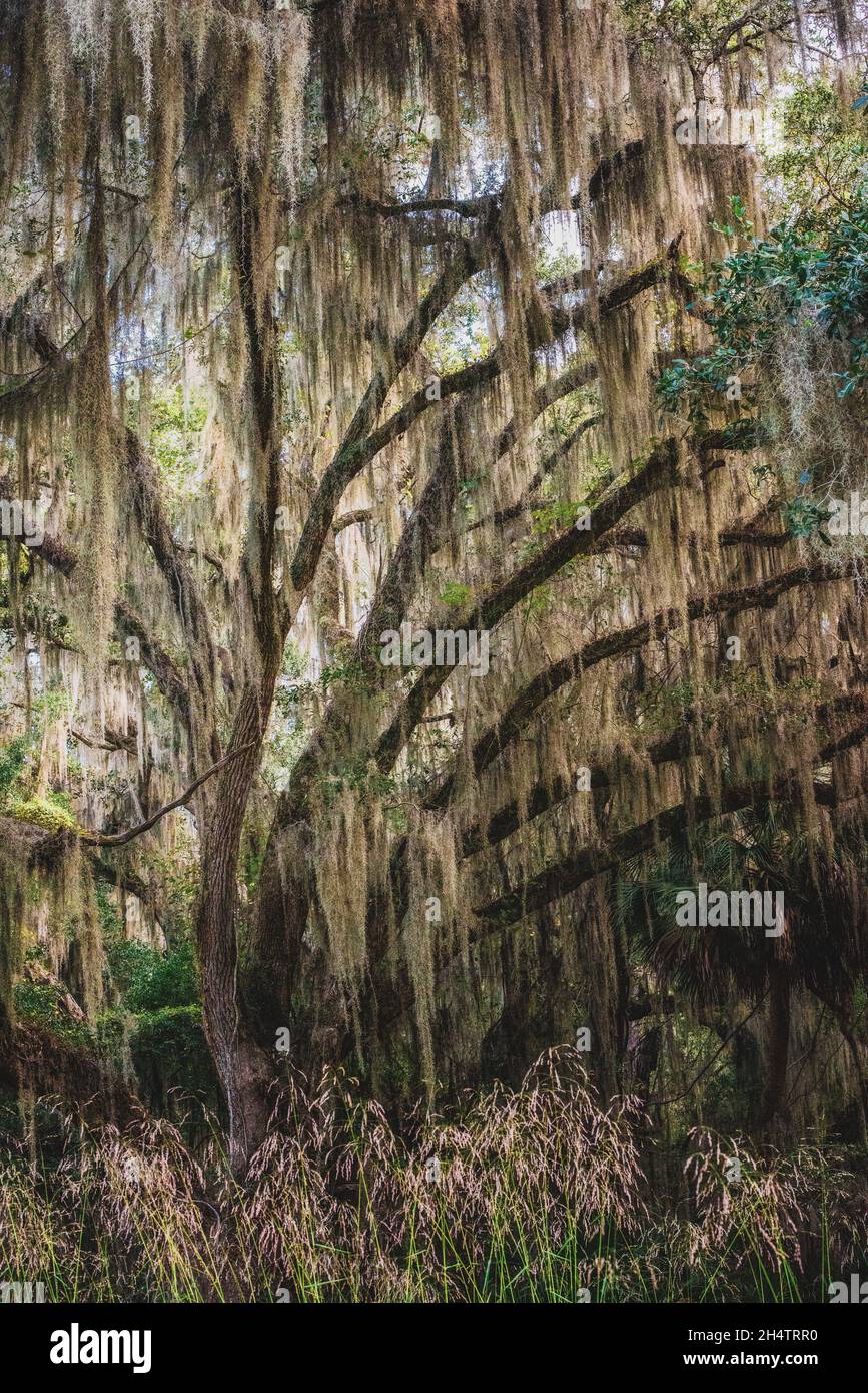 Yamacraw island hi-res stock photography and images - Alamy