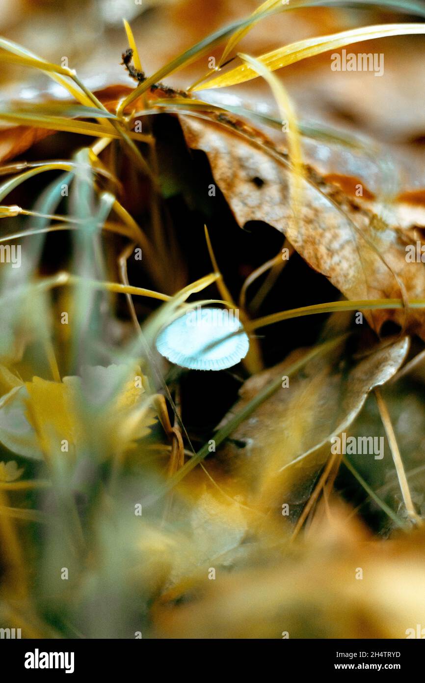 Smallest mushroom hi-res stock photography and images - Alamy